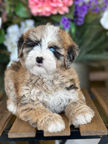 Mini Sheepadoodle Merle #1 - VENDIDA | Los Osos PR