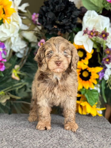 Mini labradoodle hembrita Merle MLA-04-VENDIDA | Los Osos PR