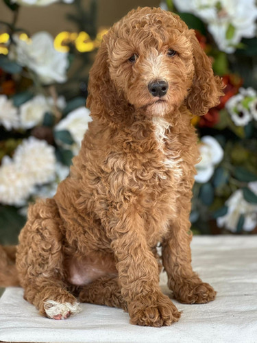 Standard Goldendoodle #SGJL-01 hembra-VENDIDA | Los Osos PR