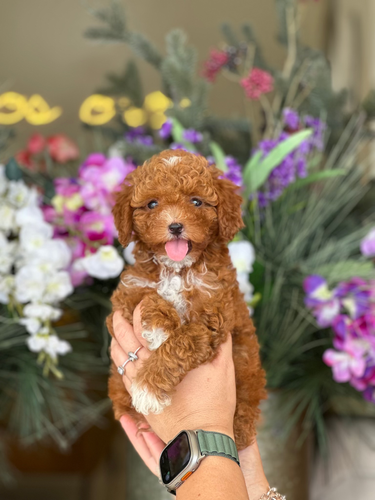 Toy Mini poodle machito AKC TM-01-VENDIDO | Los Osos PR