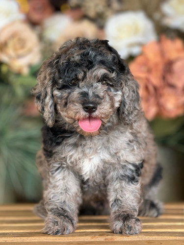 Mini labradoodle machito Merle MLA-02-VENDIDO | Los Osos PR