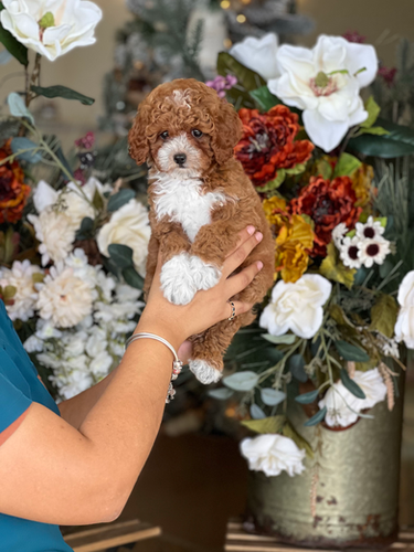 Mini Toy poodle Tuxedo machito MP - 03-VENDIDO | Los Osos PR