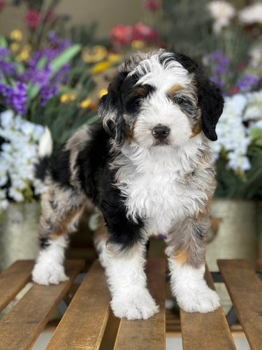 MINI BERNEDOODLE Machito #MB-9-VENDIDO | Los Osos PR