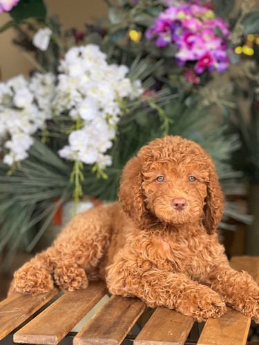 Standard Labradoodle Red Ojos Verdes- macho LDJL-03-VENDIDO | Los Osos PR