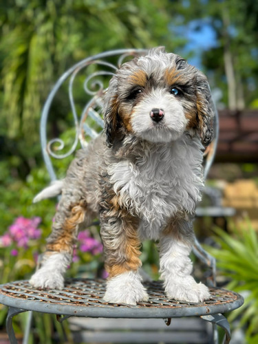 MINI BERNEDOODLE Phantom Merle hembra #10-04-Vendida | Los Osos PR