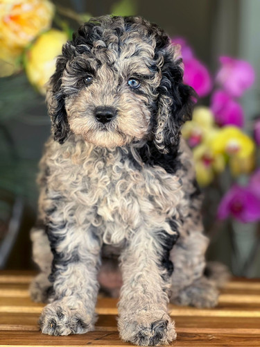 Mini labradoodle hembrita Merle MLA-01 Vendida | Los Osos PR