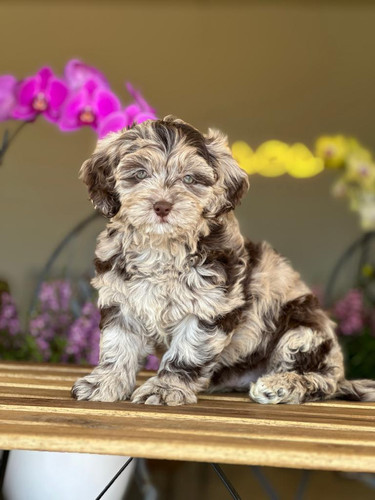 Mini labradoodle Macho Merle MLM-03 Vendido | Los Osos PR