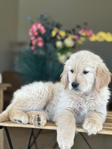 Golden Retriever Big Bone-Macho GRA-02-VENDIDO | Los Osos PR