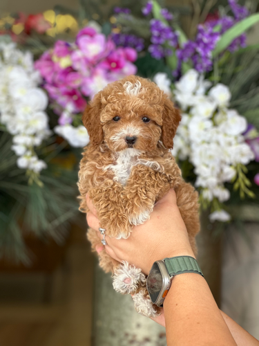 Toy Mini poodle machito AKC TM-06-VENDIDO | Los Osos PR