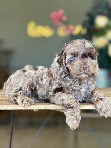 Cockapoo merle macho #CPA-007 vendido | Los Osos PR