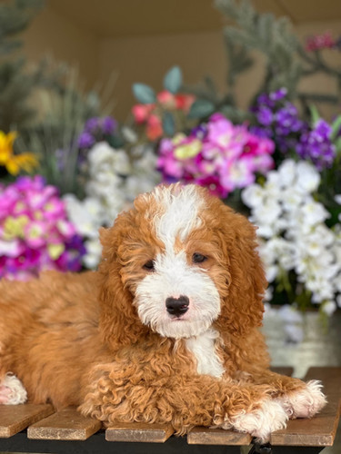 Mini bernedoodle red Hembra MB-5-VENDIDA | Los Osos PR