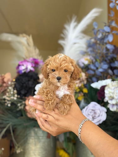 Toy poodle macho -VENDIDO | Los Osos PR