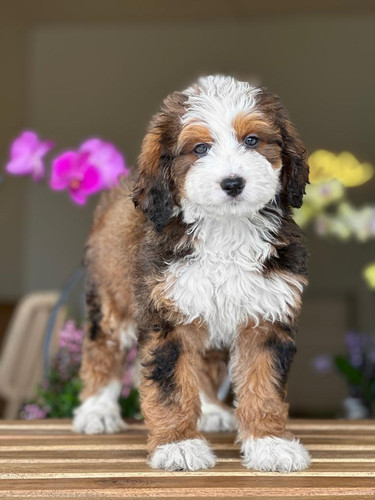 Standard BERNEDOODLE Sable #BS02 Hembra Vendida | Los Osos PR