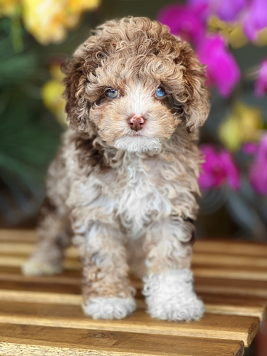 Cockapoo merle macho #CP-02 Vendido | Los Osos PR