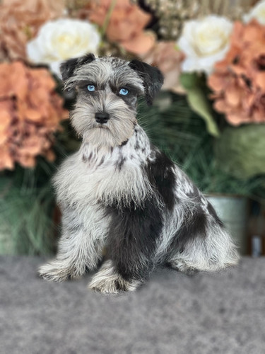 Mini Schnauzer Merle - VENDIDA | Los Osos PR