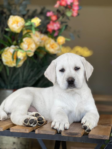 Labrador Blanco registro AKC LR-02- Hembrita-VENDIDA | Los Osos PR
