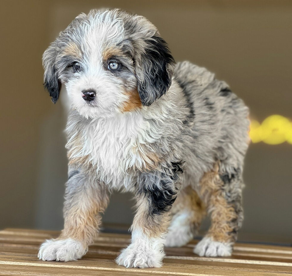 MINI BERNEDOODLE Phantom Merle hembra #MBE-02 Vendida | Los Osos PR
