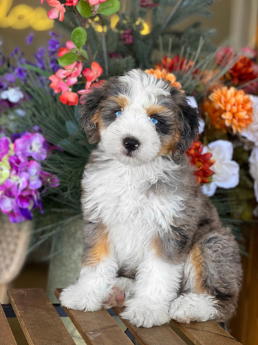 MINI BERNEDOODLE Machito #MB-12-VENDIDO | Los Osos PR