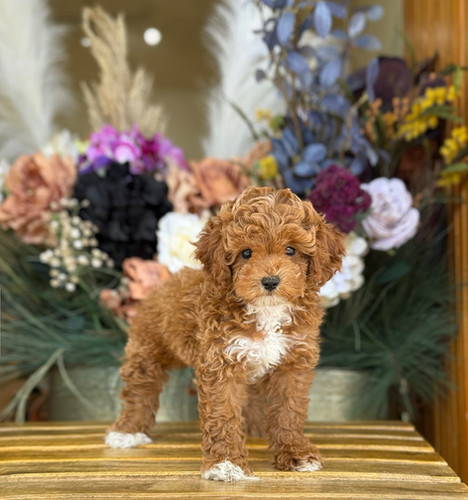 Mini Toy poodle machito 8 - VENDIDO | Los Osos PR