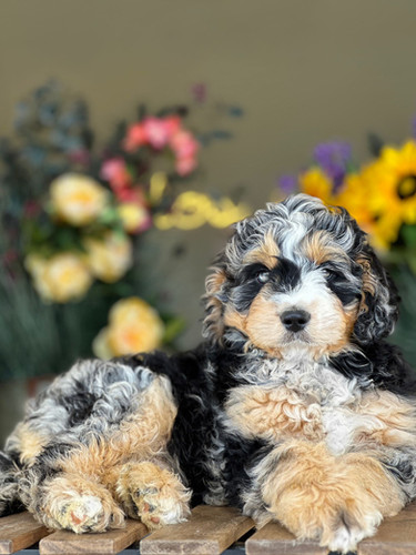 Standard BERNEDOODLE Macho Merle #BS01 | Los Osos PR