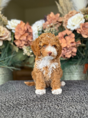 Cavapoo hembra ojos verdes red nose CP-New | Los Osos PR
