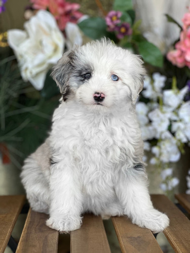 Mini Sheepadoodle Merle #2 - VENDIDA | Los Osos PR
