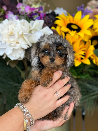 Cavapoo merle nena #CP-2 -VENDIDO | Los Osos PR