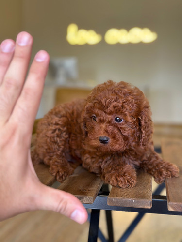 Toy goldendoodle Machito TGE-08 Vendido | Los Osos PR