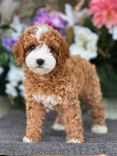 Cavapoo Tuxedo #CP-1 Vendida | Los Osos PR