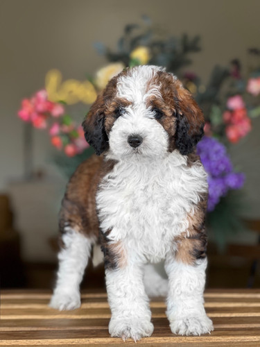 Mini Sheepadoodle HEMBRA color sable SHJ-05 vendida | Los Osos PR