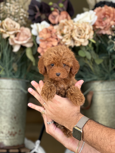 Mini Toy poodle machito "Rayito" MTP-06 AKC-VENDIDO | Los Osos PR