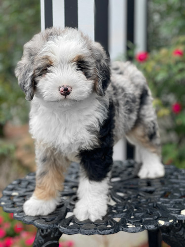 MINI BERNEDOODLE Phantom Merle #78-HEMBRITA - Vendida | Los Osos PR