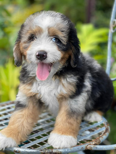 MINI BERNEDOODLE Phantom Merle #MBA01 Macho - vendido | Los Osos PR