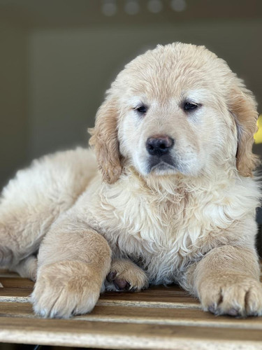 Golden retriever big bone Macho GR-02 -Vendido | Los Osos PR