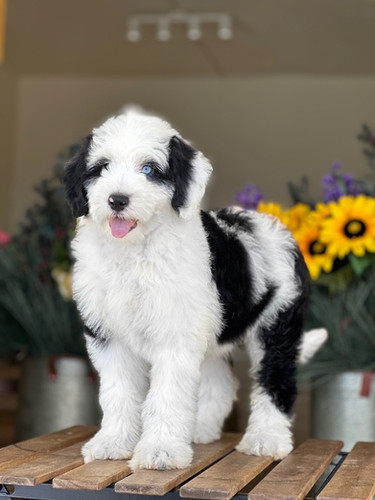 Sheepadoodle merle Hembrita standard mSDE-02 Vendida | Los Osos PR