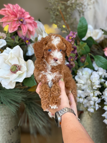 Mini toy Poodle machito ojos azules MP-01 vendido | Los Osos PR