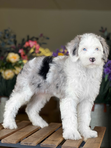 Sheepadoodle merle Hembrita standard mSDE-01 vendida | Los Osos PR