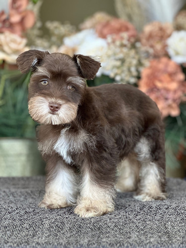 Mini Schnauzer Liver (chocolate) vendida | Los Osos PR
