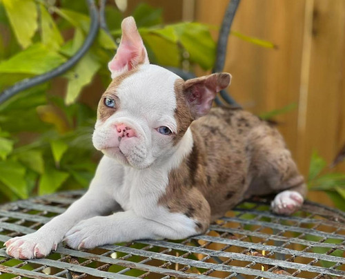 Boston Terrier Choco merle Vendida | Los Osos PR