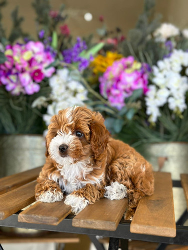 Mini TOY Goldendoodle Tuxedo TMG02- vendida | Los Osos PR