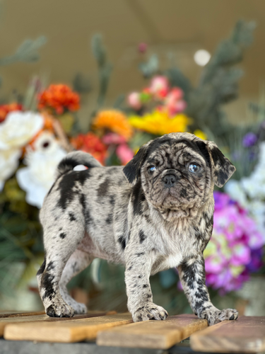 Pug Merle Hembrita-VENDIDA | Los Osos PR