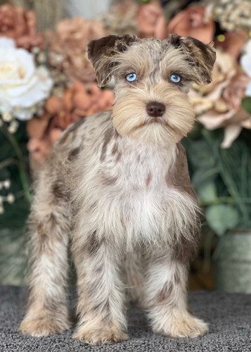 Mini Schnauzer choco merle vendida | Los Osos PR