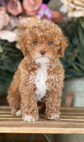 MACHO Toy Mini poodle RED NOSE - VENDIDO | Los Osos PR
