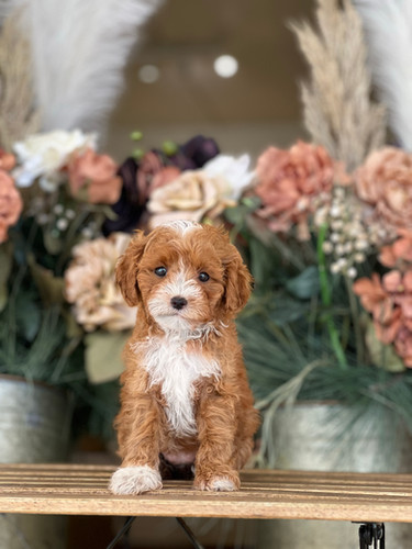 Toy Mini poodle hembra 1,995 | Los Osos PR