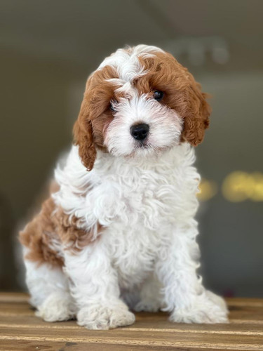 Cavapoo #CA-01 - Macho-VENDIDO | Los Osos PR