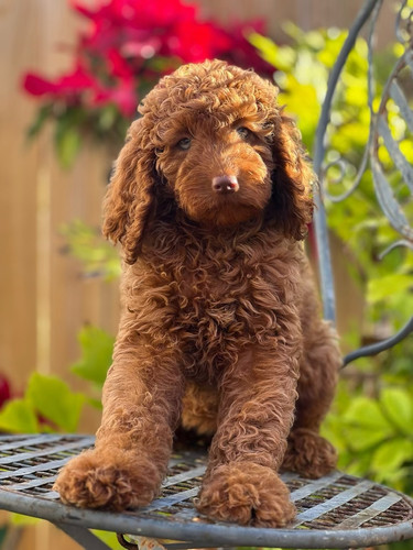 Standard Labradoodle Red Ojos Verdes-Hembra LDE01 Vendida | Los Osos PR
