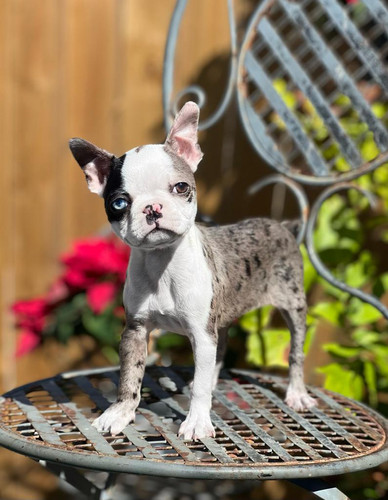 Boston Terrier Blue merle vendido | Los Osos PR