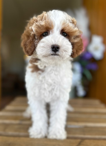Cockapoo white/ Red ID: 6070 | Los Osos PR