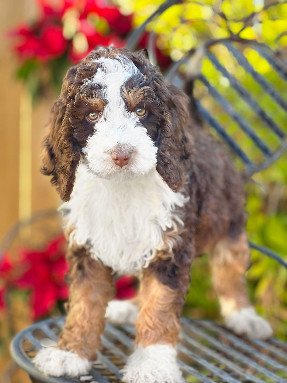 MINI BERNEDOODLE Choco Merle #DE01 Macho -Vendido | Los Osos PR