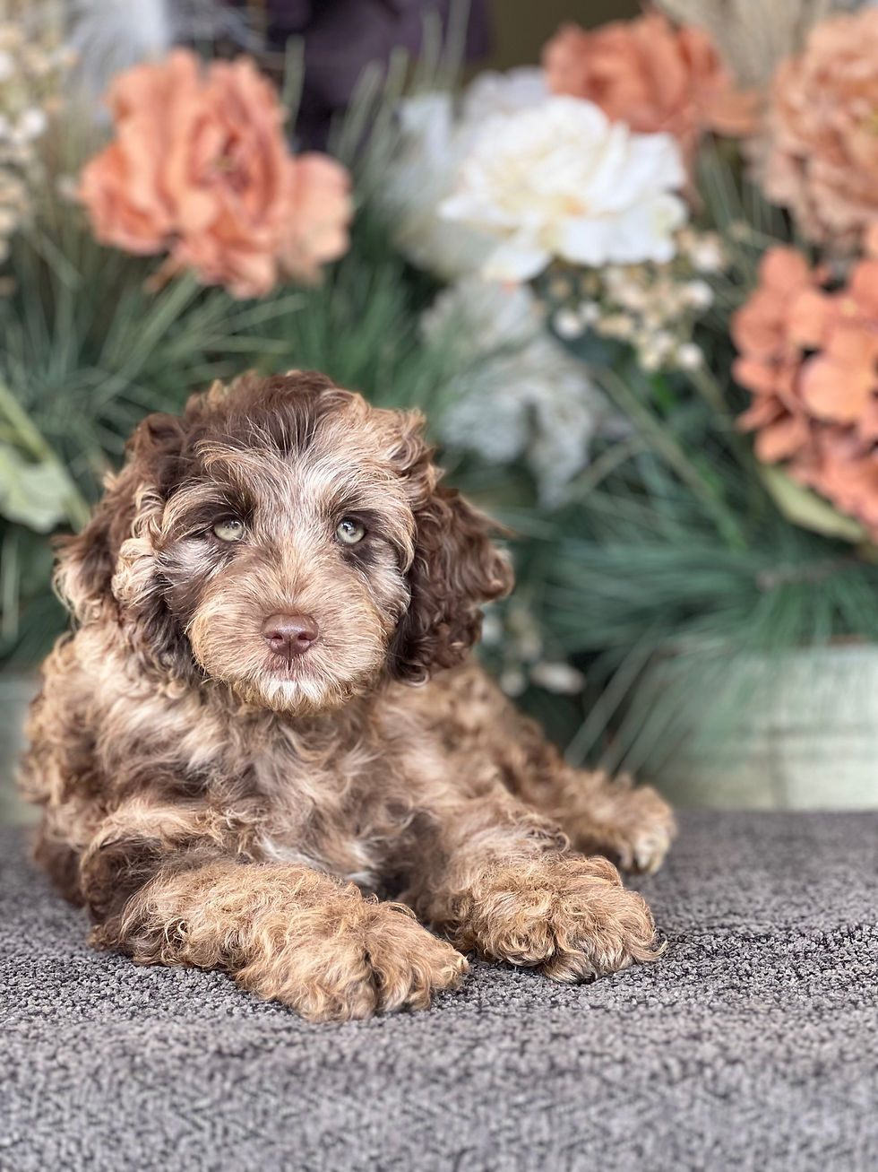 Cockapoo choco merle macho #CP-01-VENDIDO | Los Osos PR
